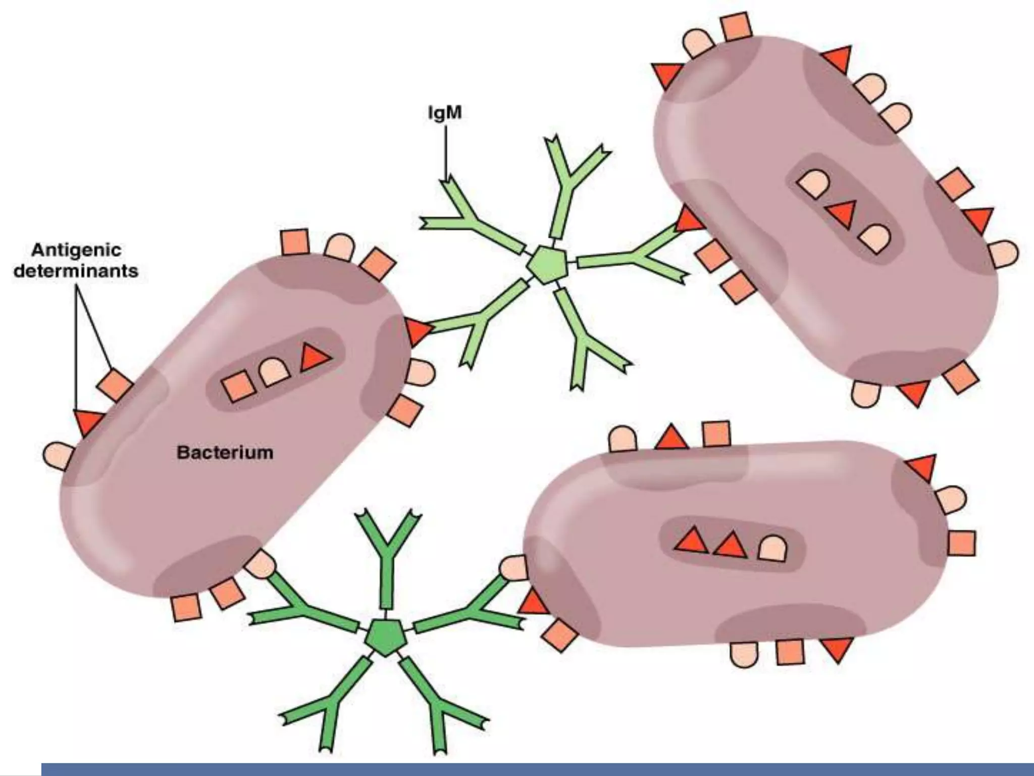 Agglutination reactions | PPTX