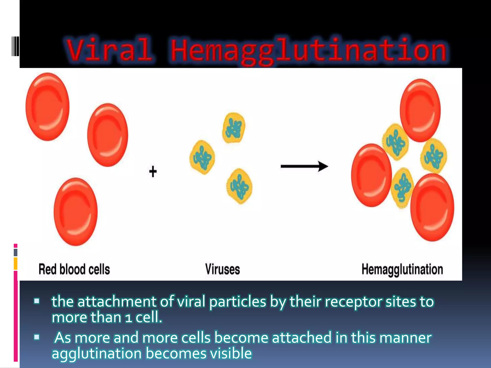 Agglutination reactions | PPTX