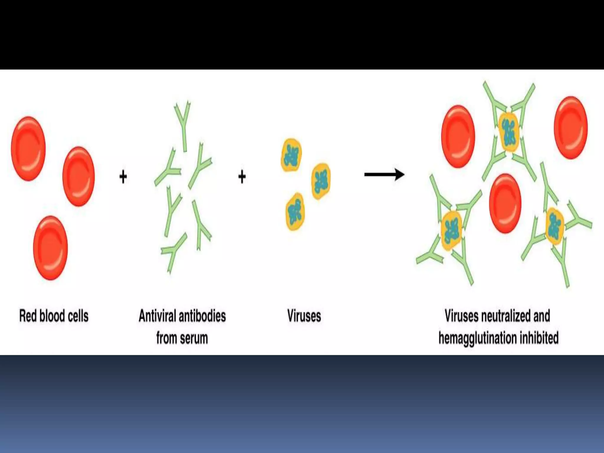 Agglutination reactions | PPTX