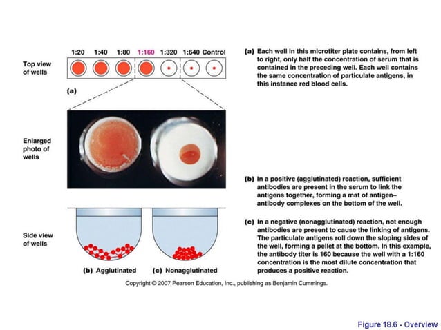 Agglutination reactions | PPTX