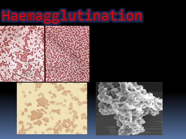 Agglutination reactions | PPTX