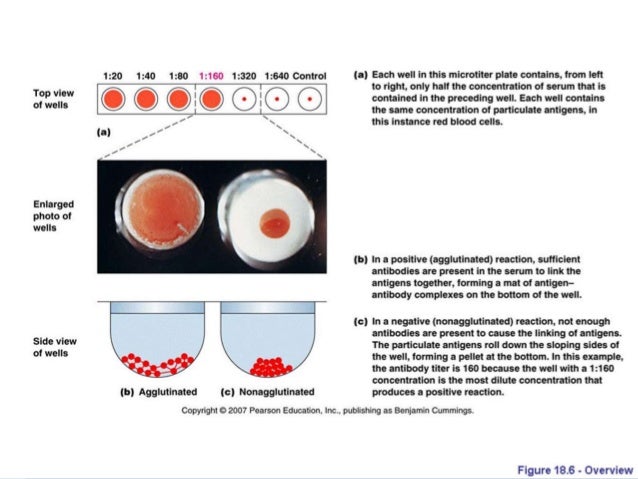 Agglutination reactions