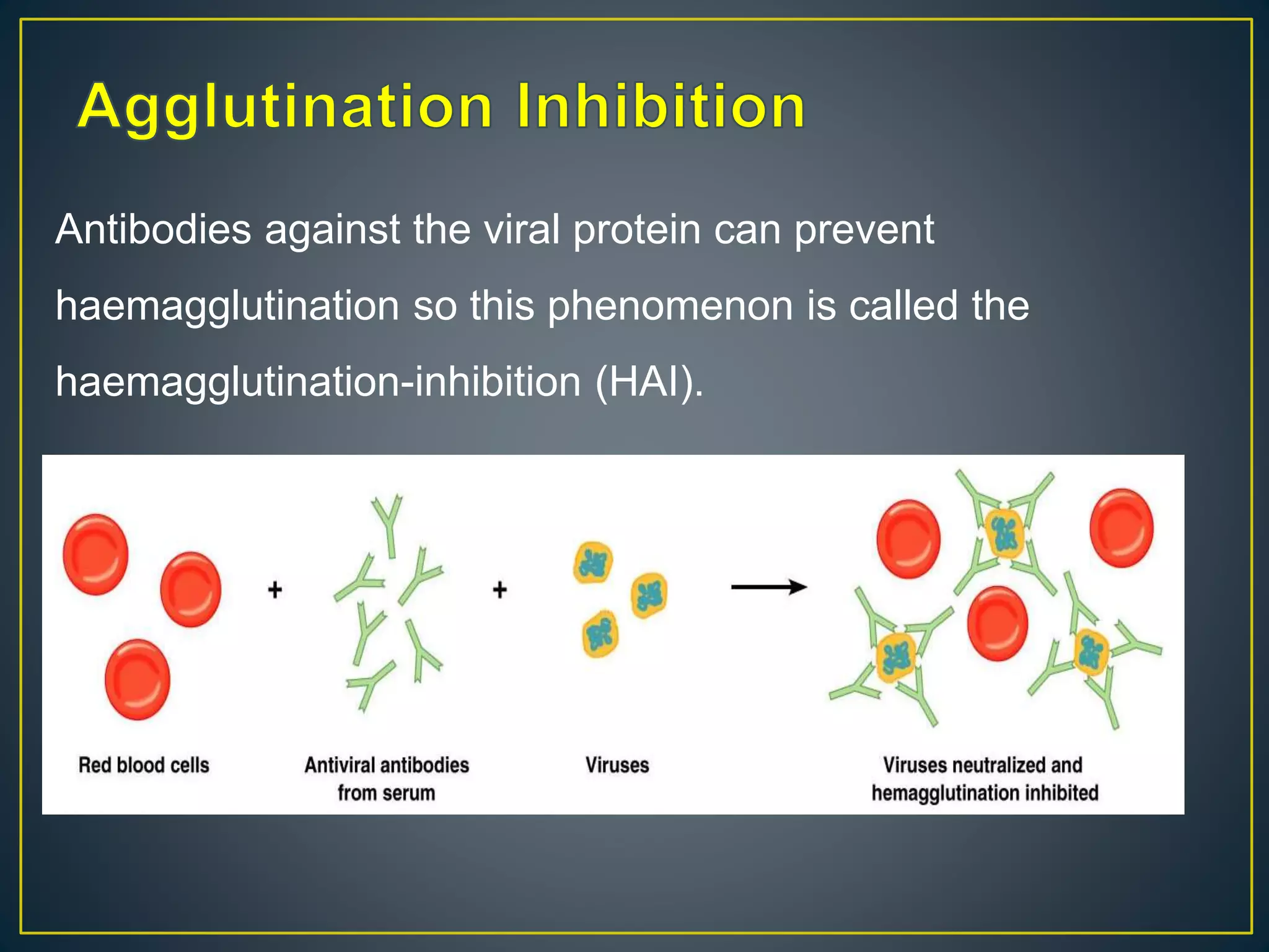 Agglutination test ,antigen antibody reaction | PPTX