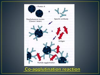 Antigen Antibody Reaction Animation