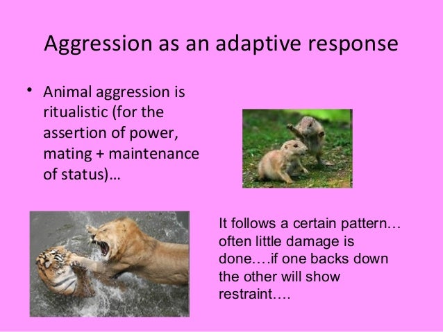 Evolutionary explanations of human aggression A2