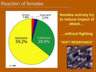 THUGS AND BULLIES – PATTERNS OF AGGRESSION IN SNARES CRESTED PENGUINS | PPT