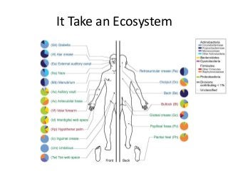 Biological Metaphors for Agile Organizations | PPT
