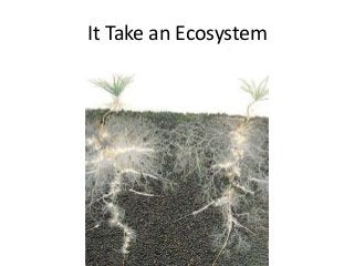 Biological Metaphors for Agile Organizations | PPT