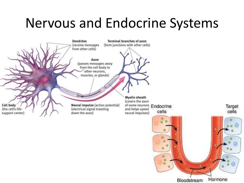 Biological Metaphors for Agile Organizations | PPT