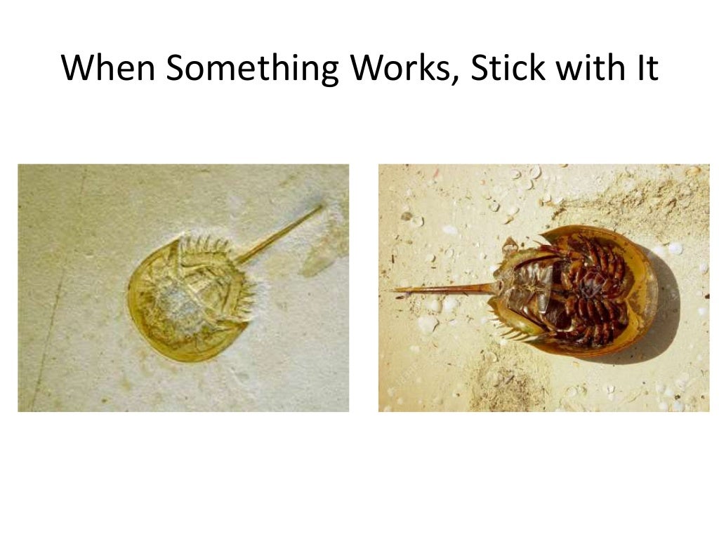 Biological Metaphors for Agile Organizations | PPT