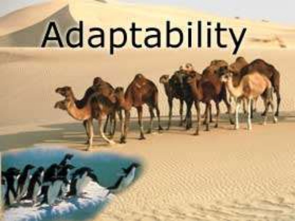 Agility and adaptability