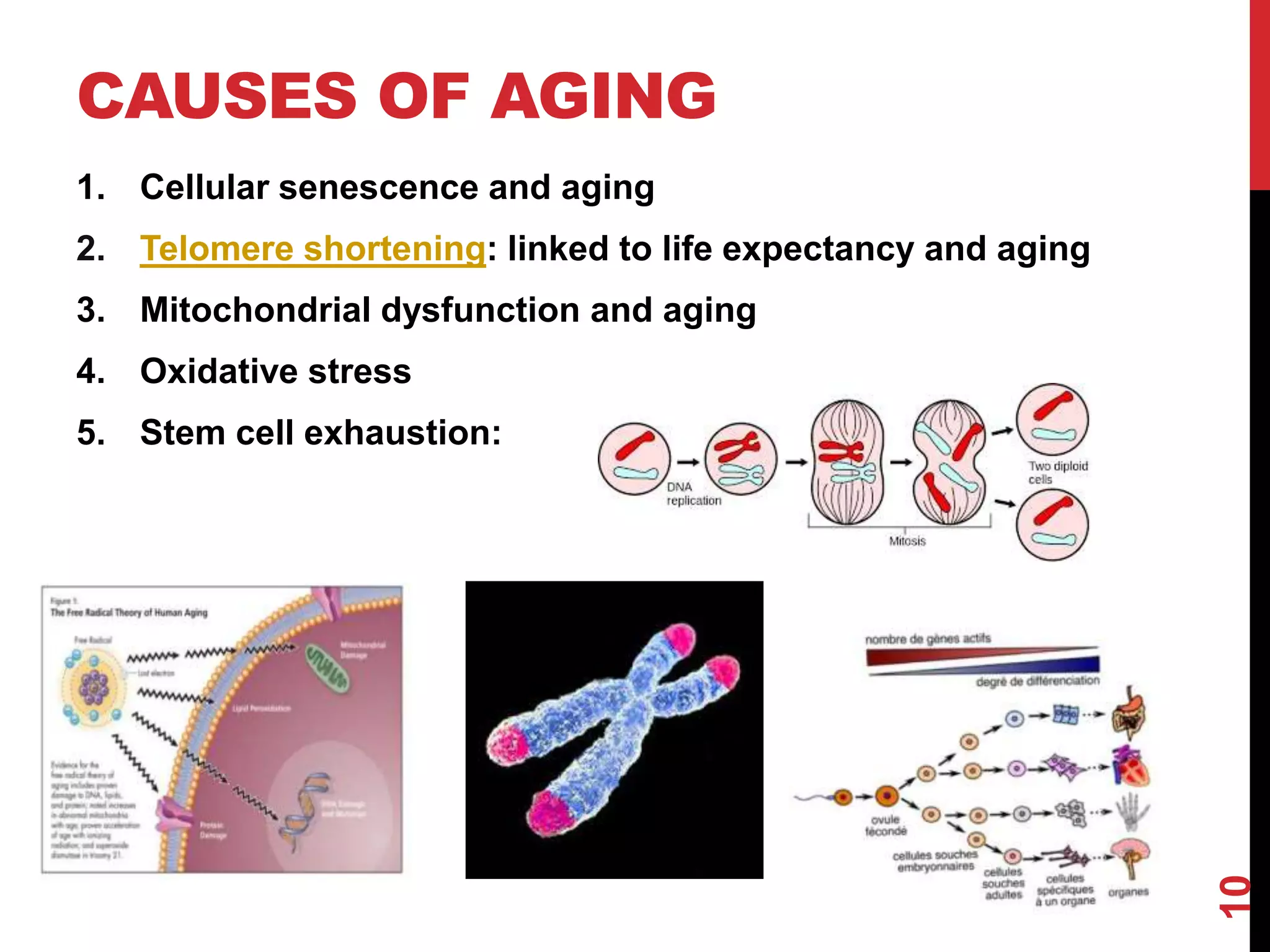 Aging | PPTX