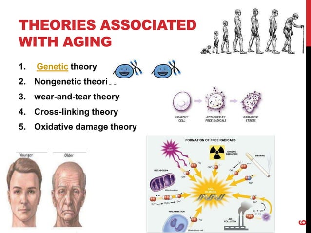 Aging | PPT