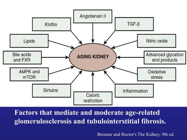 Aging kidney-structural-and-functional-changes ayman seddik | PPT