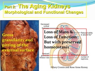 Aging kidney-structural-and-functional-changes ayman seddik | PDF