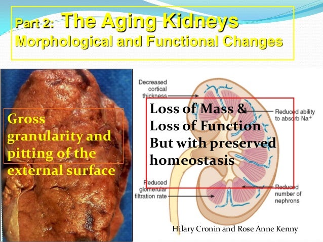Aging kidney-structural-and-functional-changes ayman seddik