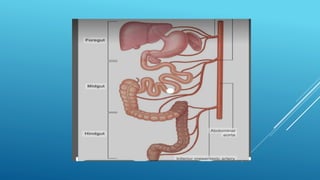 AGING AND DIGESTIVE SYSTEM-1.pptx | Endocrine and Metabolic Diseases ...
