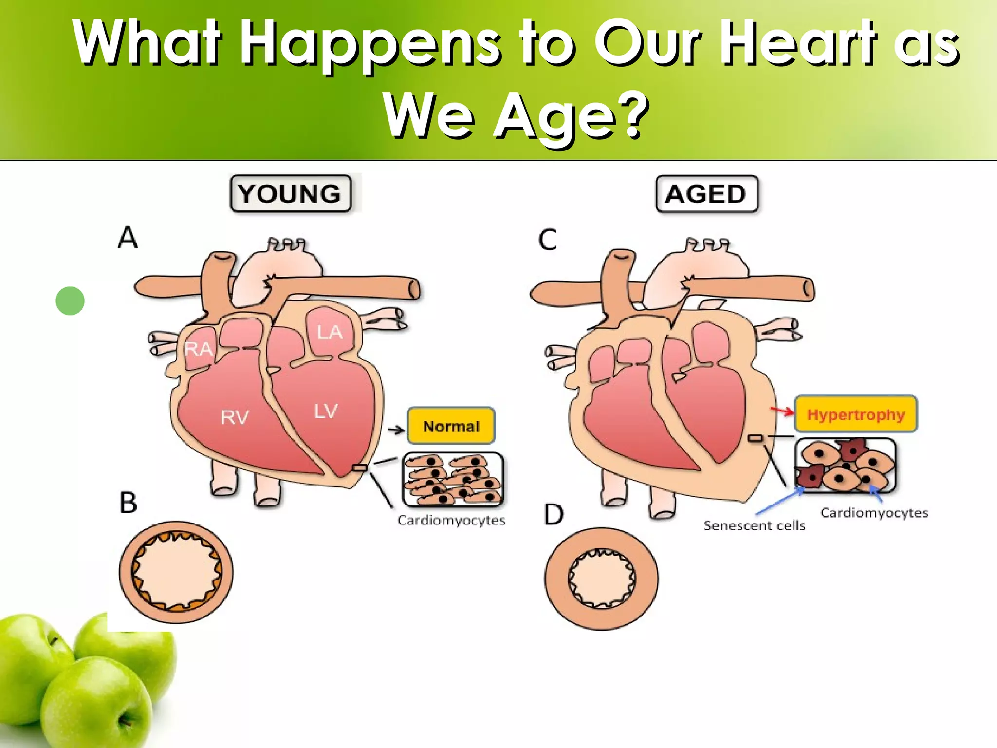 Aging and how to with it | PPT | Skin and Dermatology | Diseases and ...