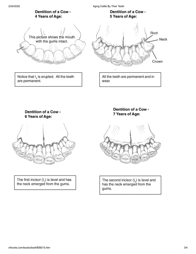 Aging cattle by their teeth | PDF | Dental Health | Diseases and Conditions