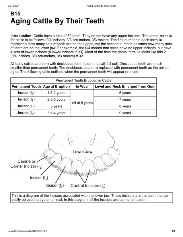 Aging Cattle By Their Teeth