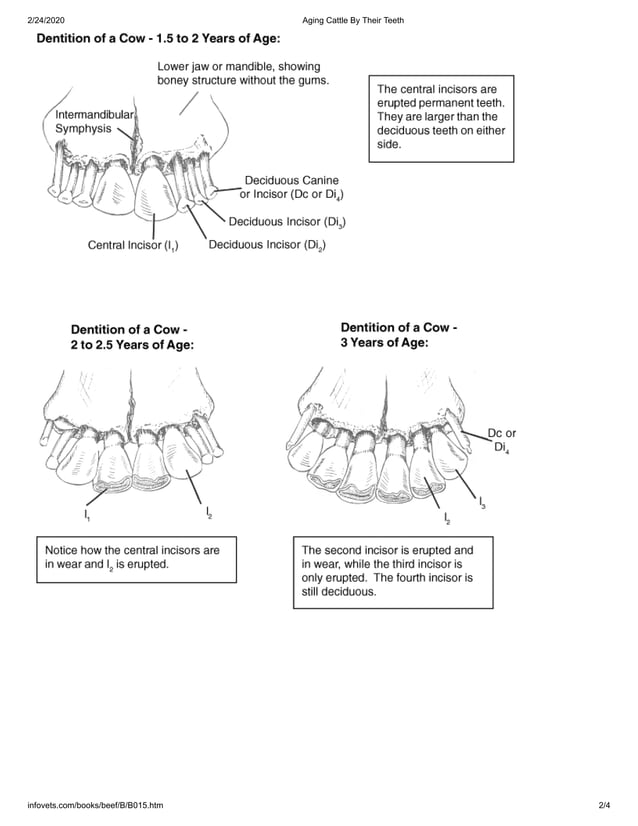 Aging Cattle By Their Teeth