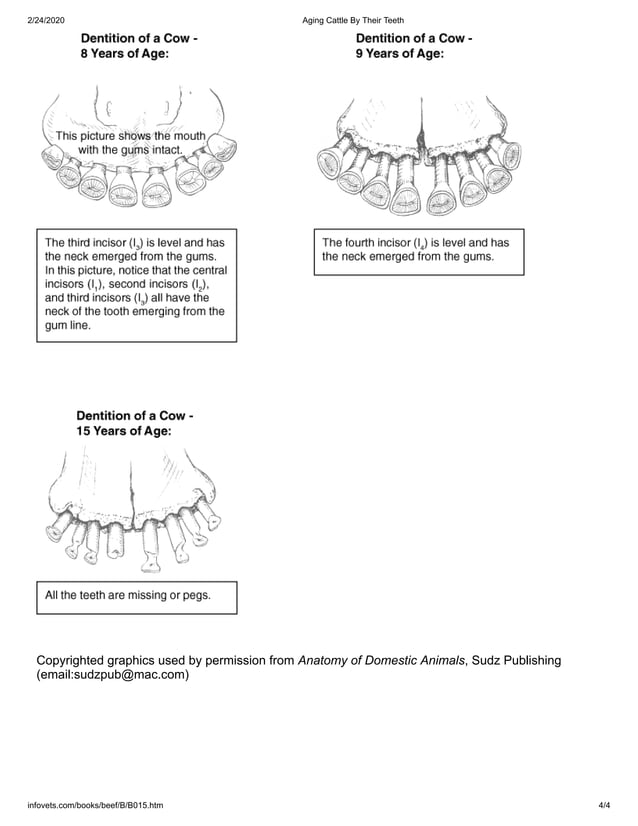 Aging Cattle By Their Teeth