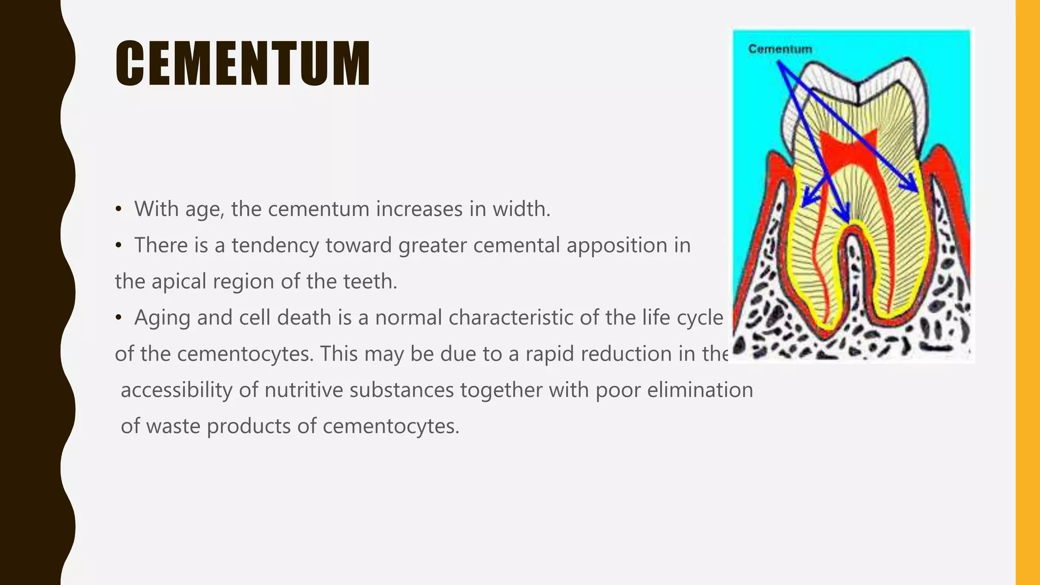 Aging in periodontium | PPTX
