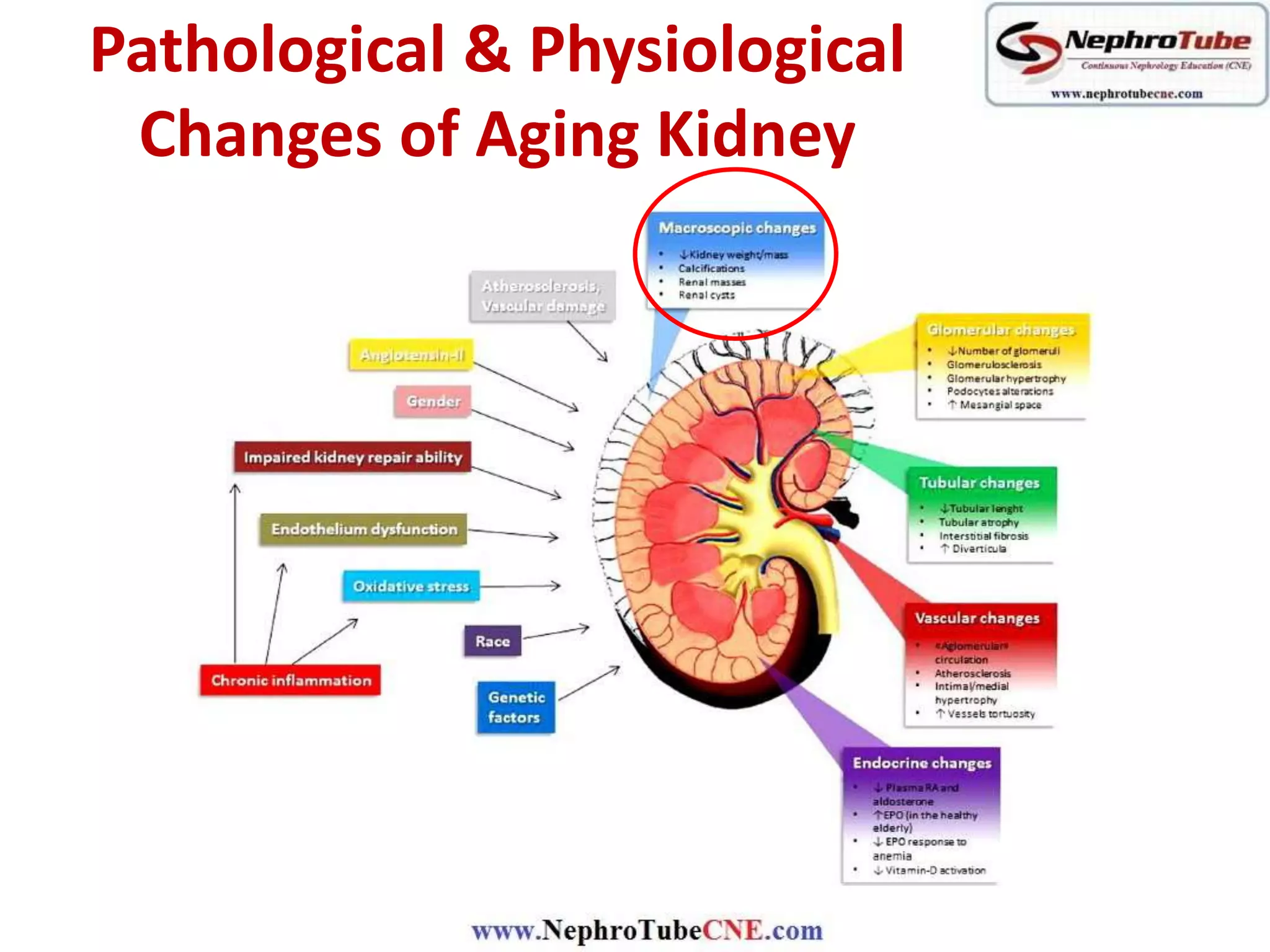 The Aging Kidney - Why it is more vulnerable for injury? - Applied ...