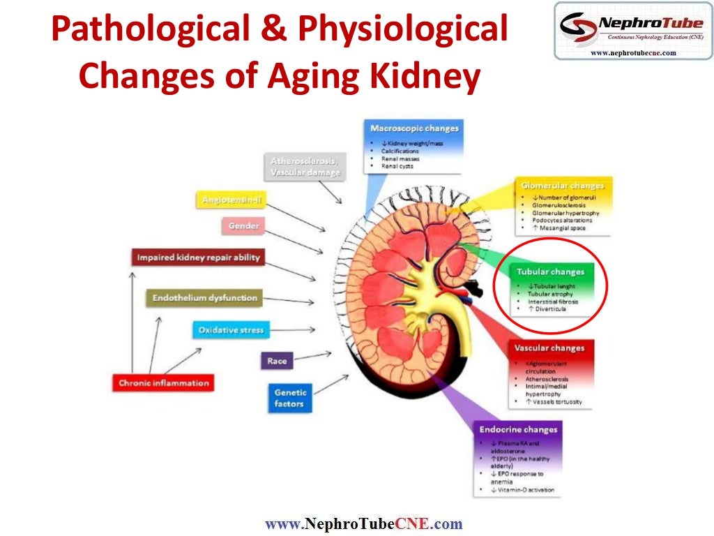 The Aging Kidney - Why it is more vulnerable for injury? - Applied cl…