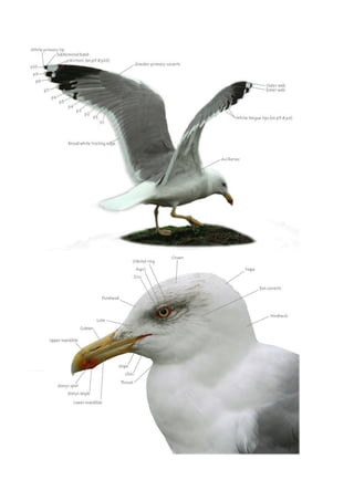 Aging large gulls 1.1.2011