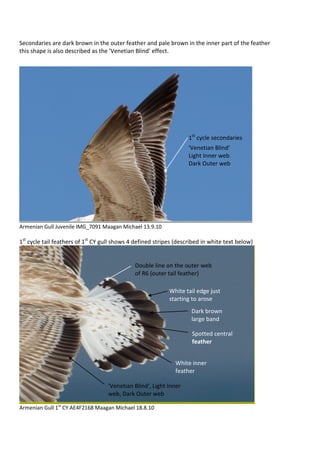 Aging large gulls 1.1.2011