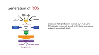 Pathophysiology Aging & Oxidative stress.pdf