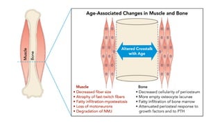 Comprehensive Overview of Aging Effects on Human Body Systems | PPTX