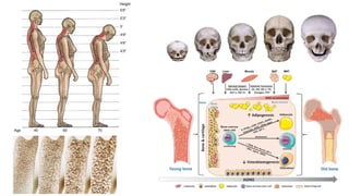 Comprehensive Overview of Aging Effects on Human Body Systems | PPTX