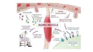 Comprehensive Overview of Aging Effects on Human Body Systems | PPTX