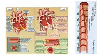 Comprehensive Overview of Aging Effects on Human Body Systems | PPTX