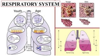 Comprehensive Overview of Aging Effects on Human Body Systems | PPTX