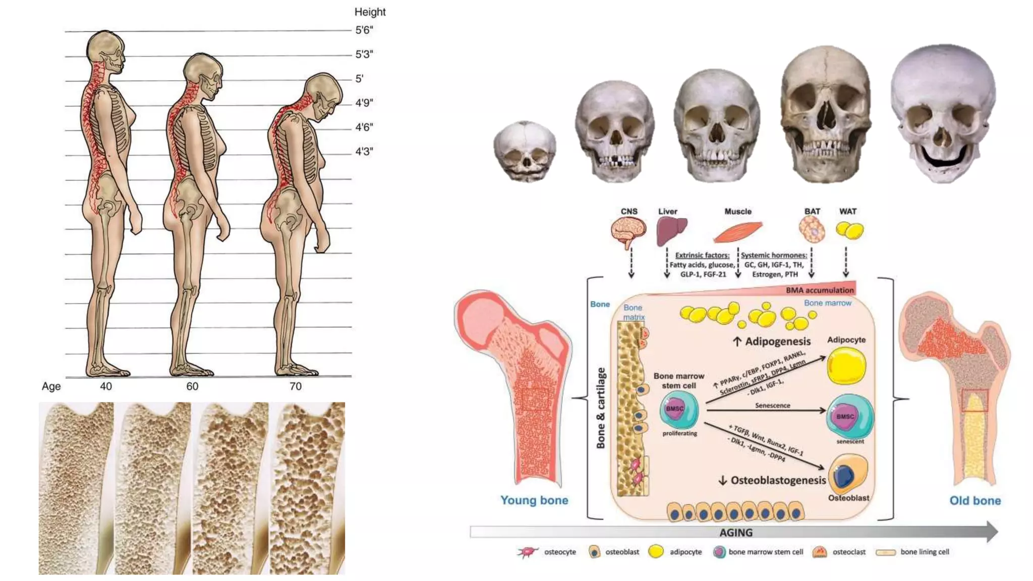 Aging process.pptx