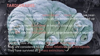 AGM-101 TARDIGRADES...pptx tardi grades. | PPT