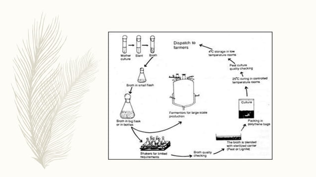 Agm 301 agricultural microbiology (algal biofertilizers) | PPT