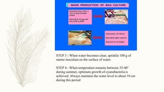 Agm 301 agricultural microbiology (algal biofertilizers) | PPTX