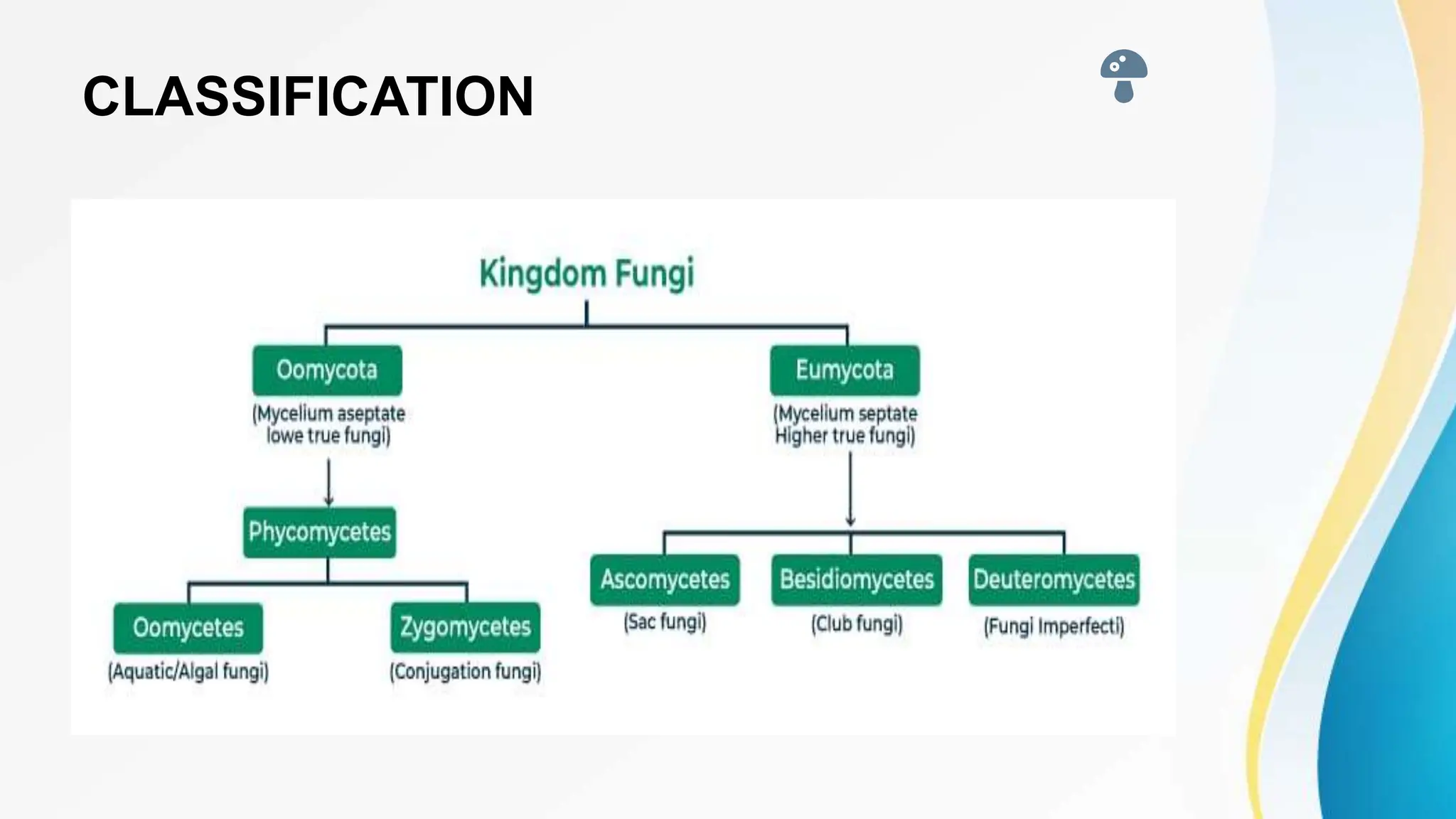 kingdom fungi and its classification & character | PPT