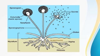 kingdom fungi and its classification & character | PPT