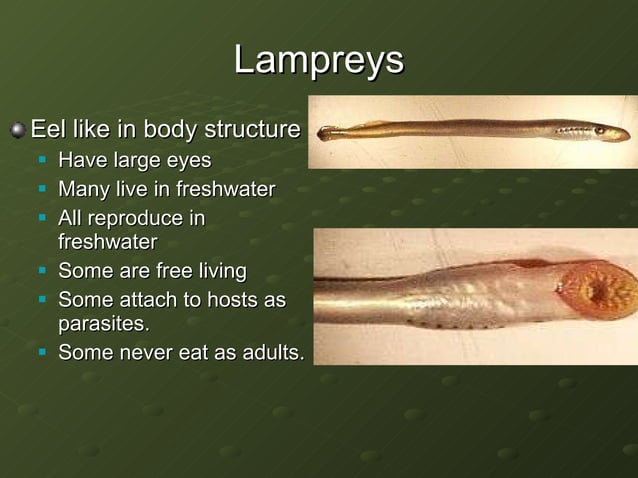 Agnatha | PPT