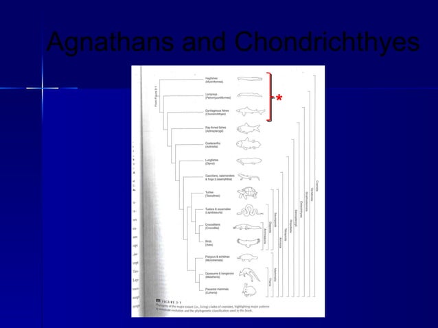 Agnathaandchondrichthyes | PPT