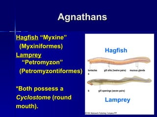 Agnathaandchondrichthyes | PPT