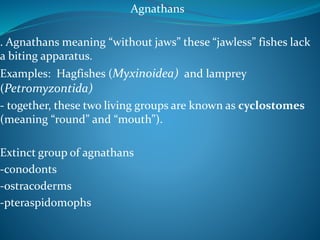 Agnathan (By: J.Q) | PPTX