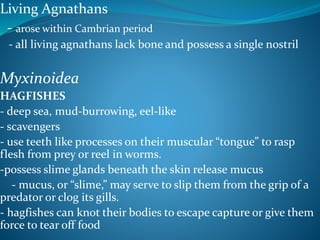 Agnathan (By: J.Q) | PPTX