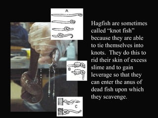 Agnathan Fish Notes | PPT