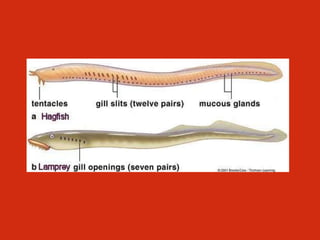 Agnathans - excellent material for teaching about jawless fish.pptx